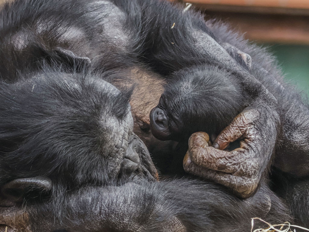 The UK's only bonobo baby born at Twycross Zoo
