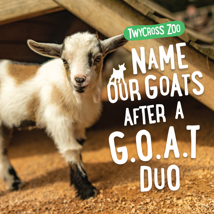 You can name our NEW iconic goat duo...
