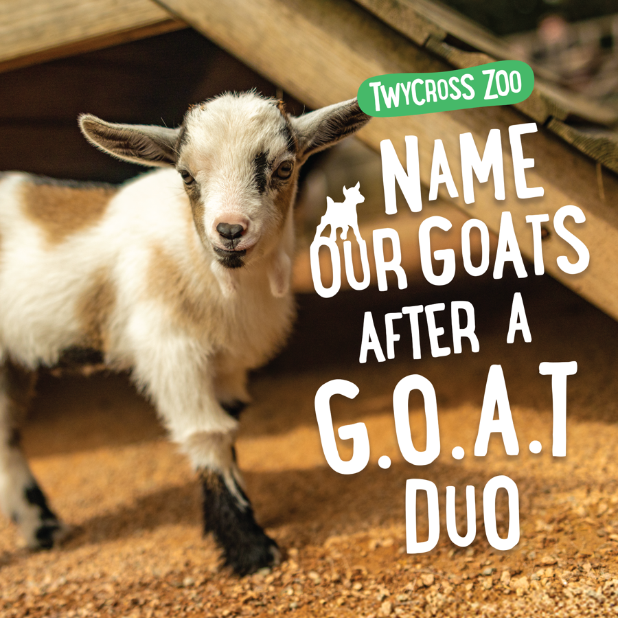 You can name our NEW iconic goat duo...
