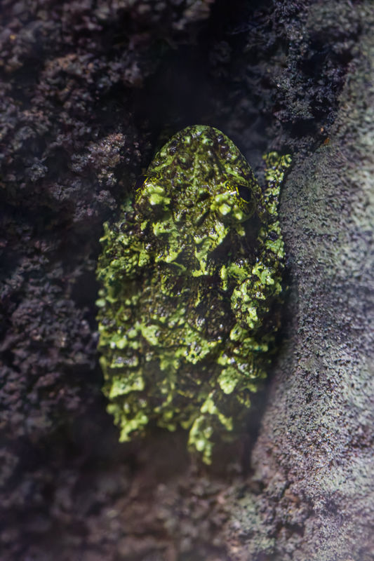 Chapa bug-eyed frogs