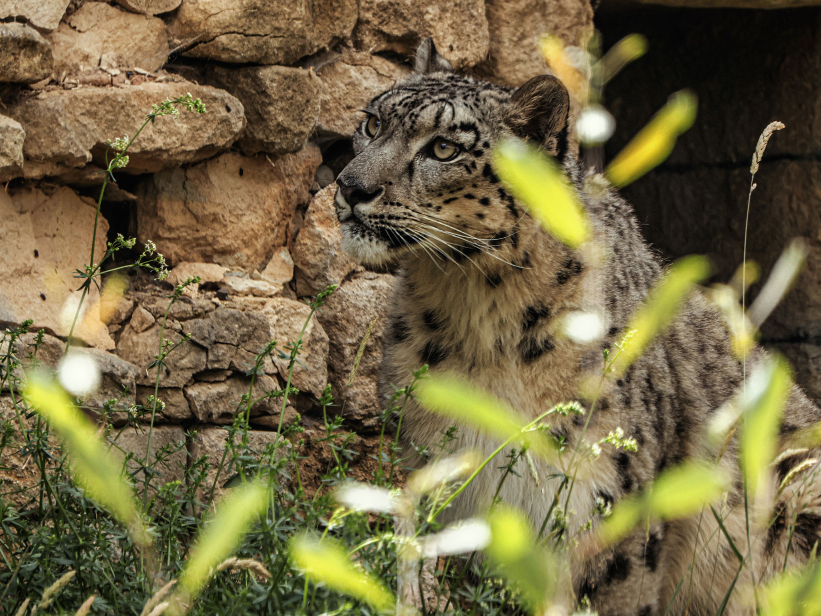 Meet Nuri ... our new female snow leopard!