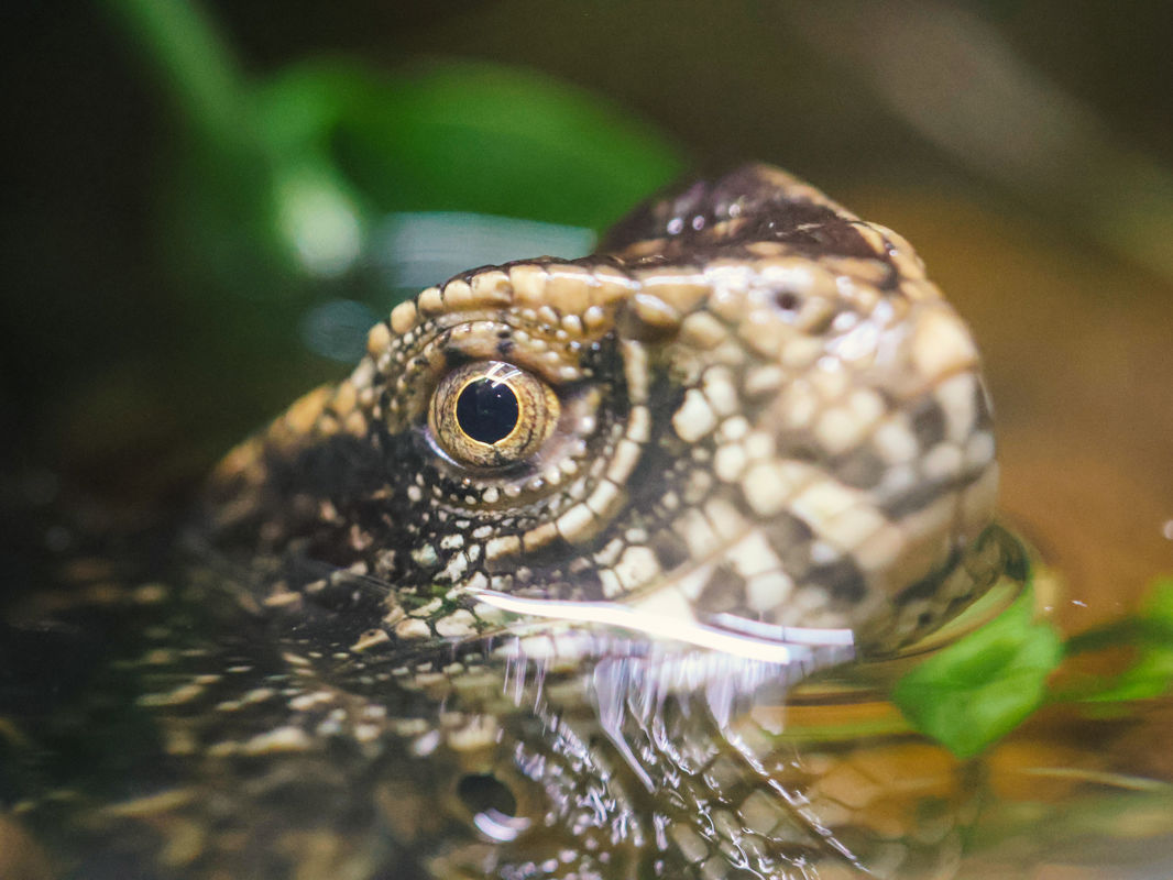 Chinese crocodile lizard