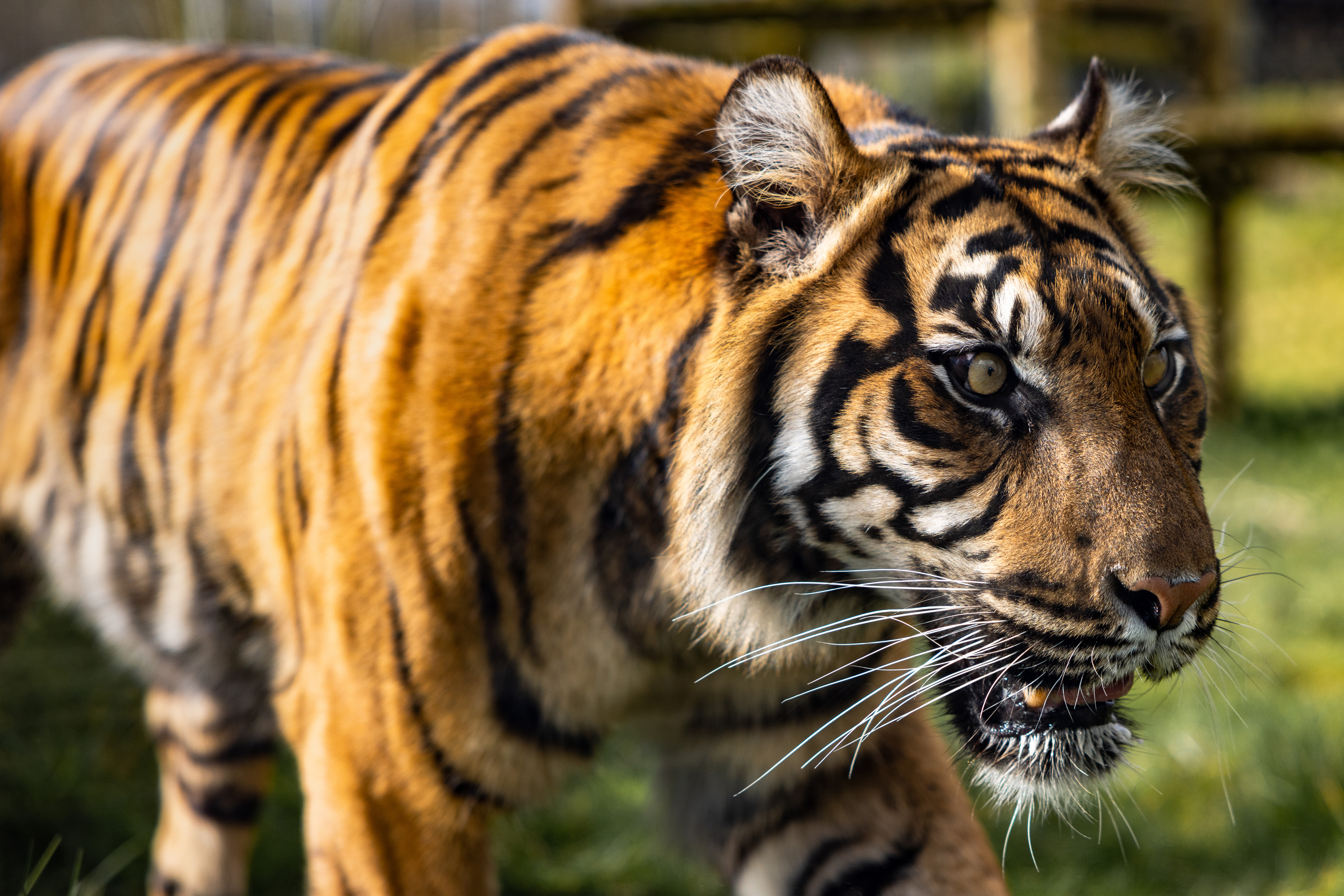 Animals at Twycross Zoo
