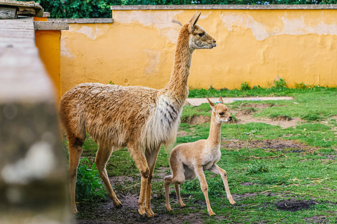 The amazing moment a baby vicuña was born at Twycross Zoo