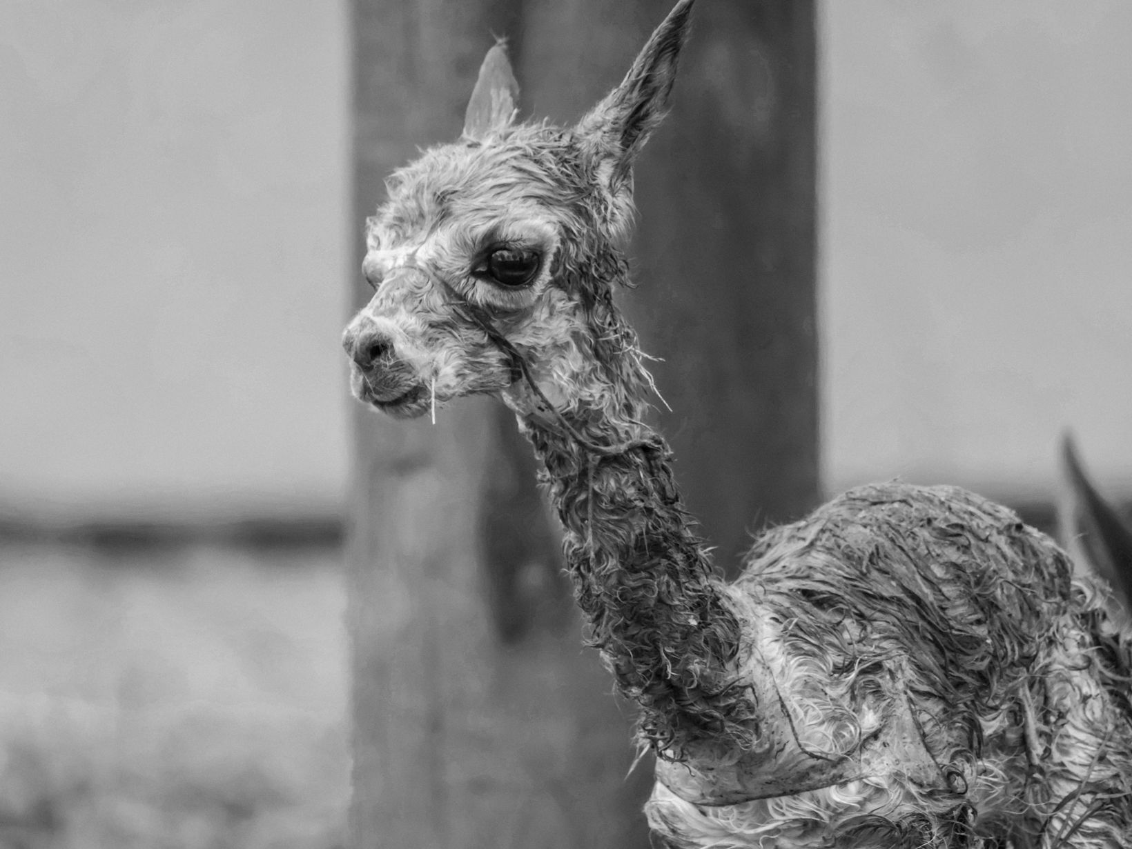 A special surprise: Meet our newborn vicuña