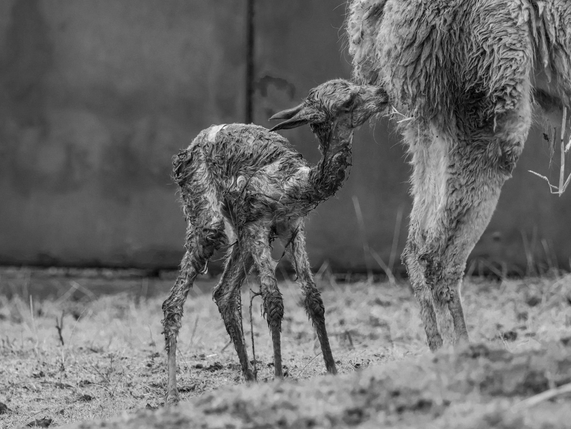 A special surprise: Meet our newborn vicuña