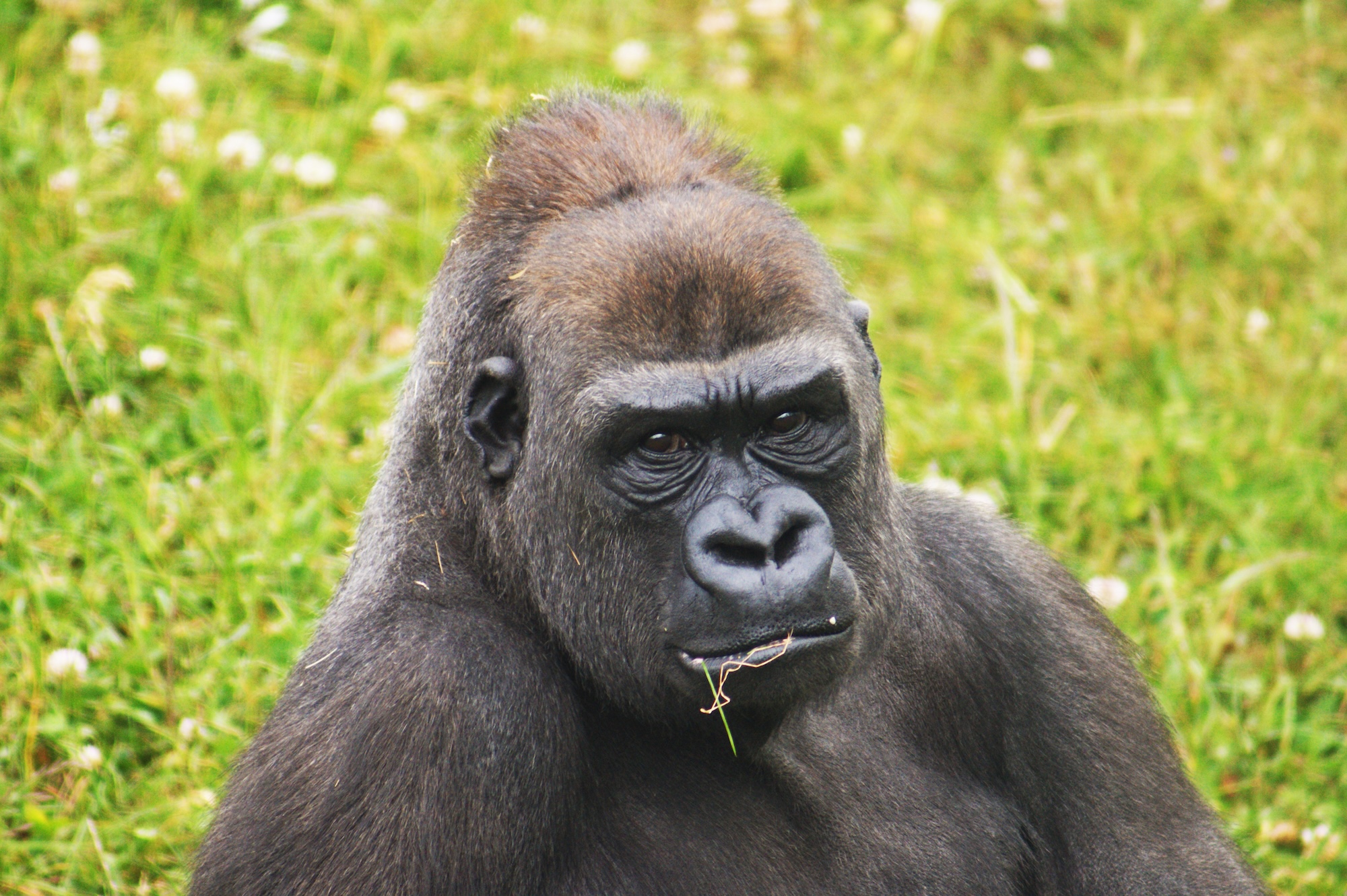 Conservation In Action