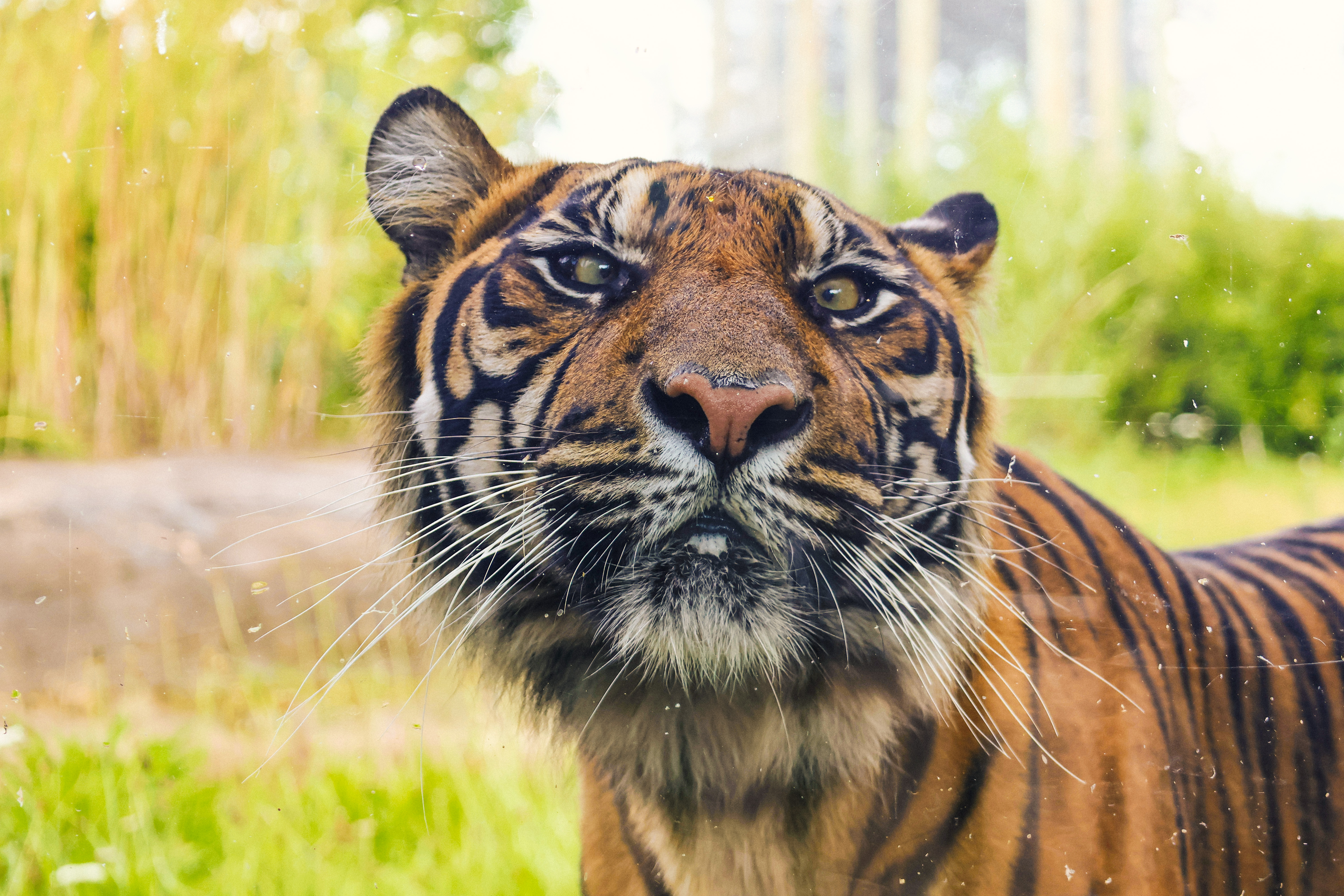 Animals at Twycross Zoo