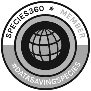 Desertas Wolf Spider