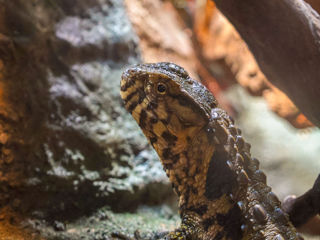 Chinese crocodile lizard