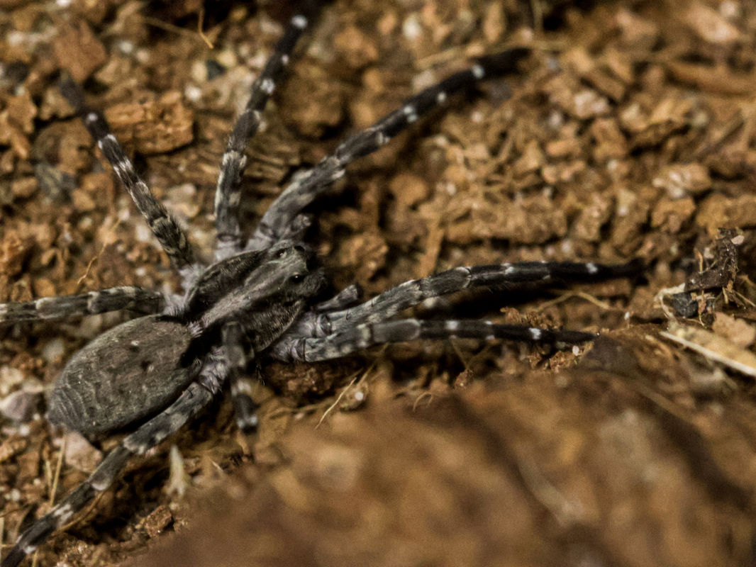 Desertas Wolf Spider