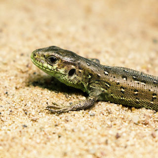 Sand lizards